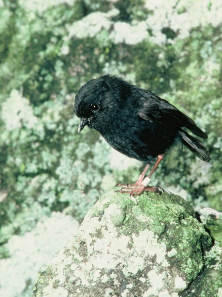 Hope in action | Forest and Bird